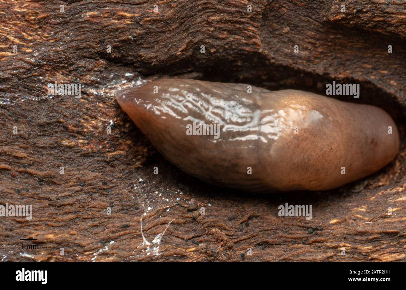 Smooth Land Slugs (Deroceras) Mollusca Stock Photo - Alamy