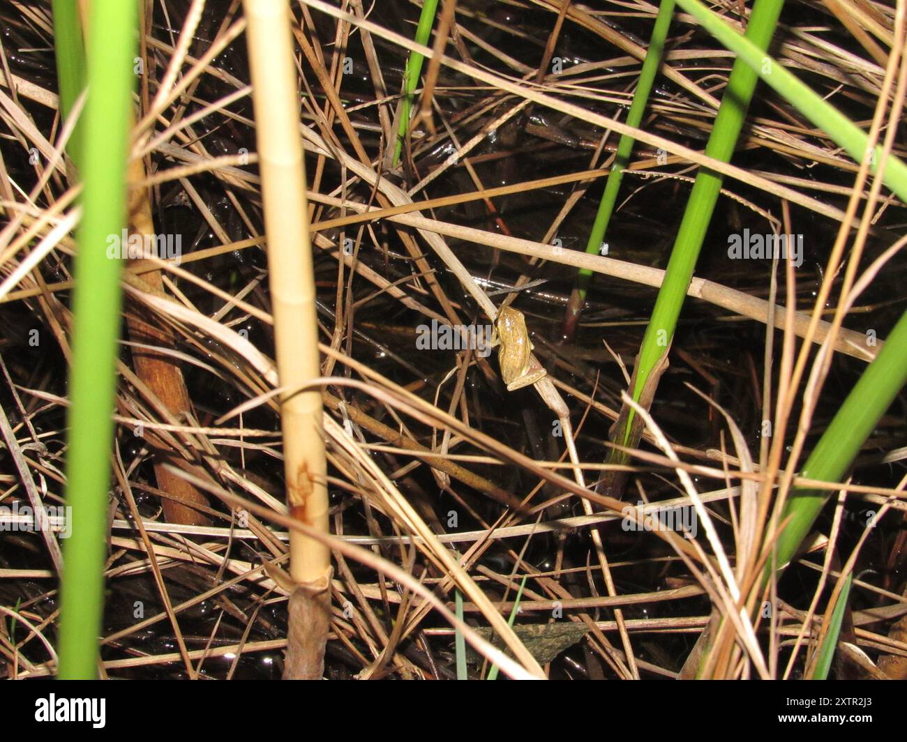 Tinker Reed Frog (Hyperolius tuberilinguis) Amphibia Stock Photo - Alamy