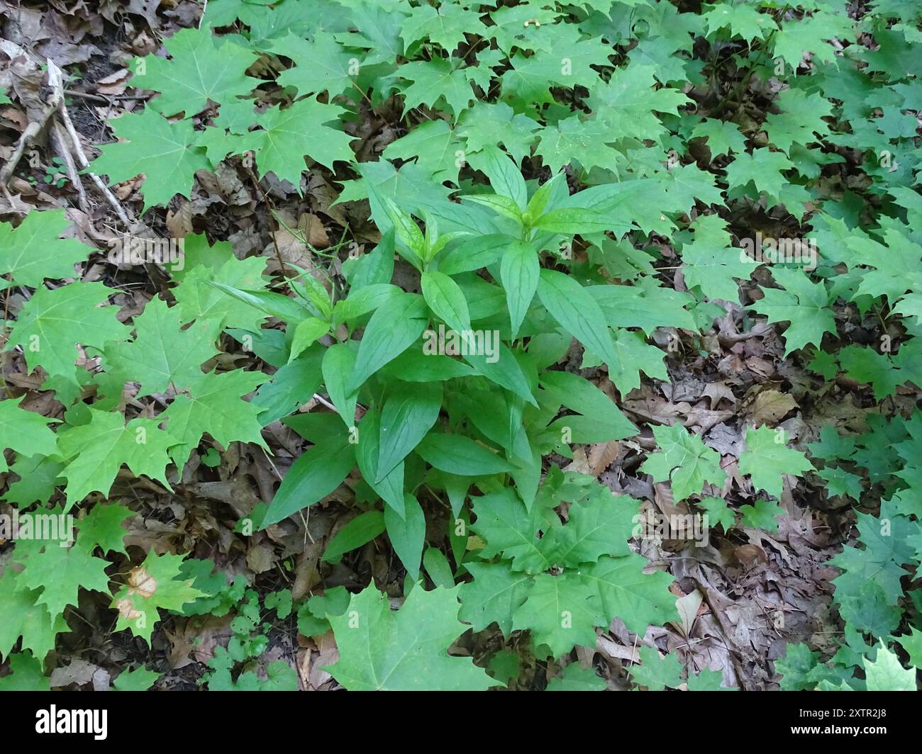 virginia stickseed (Hackelia virginiana) Plantae Stock Photo - Alamy