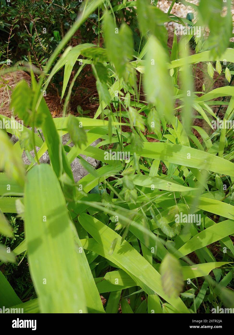 inland wood oats (Chasmanthium latifolium) Plantae Stock Photo - Alamy