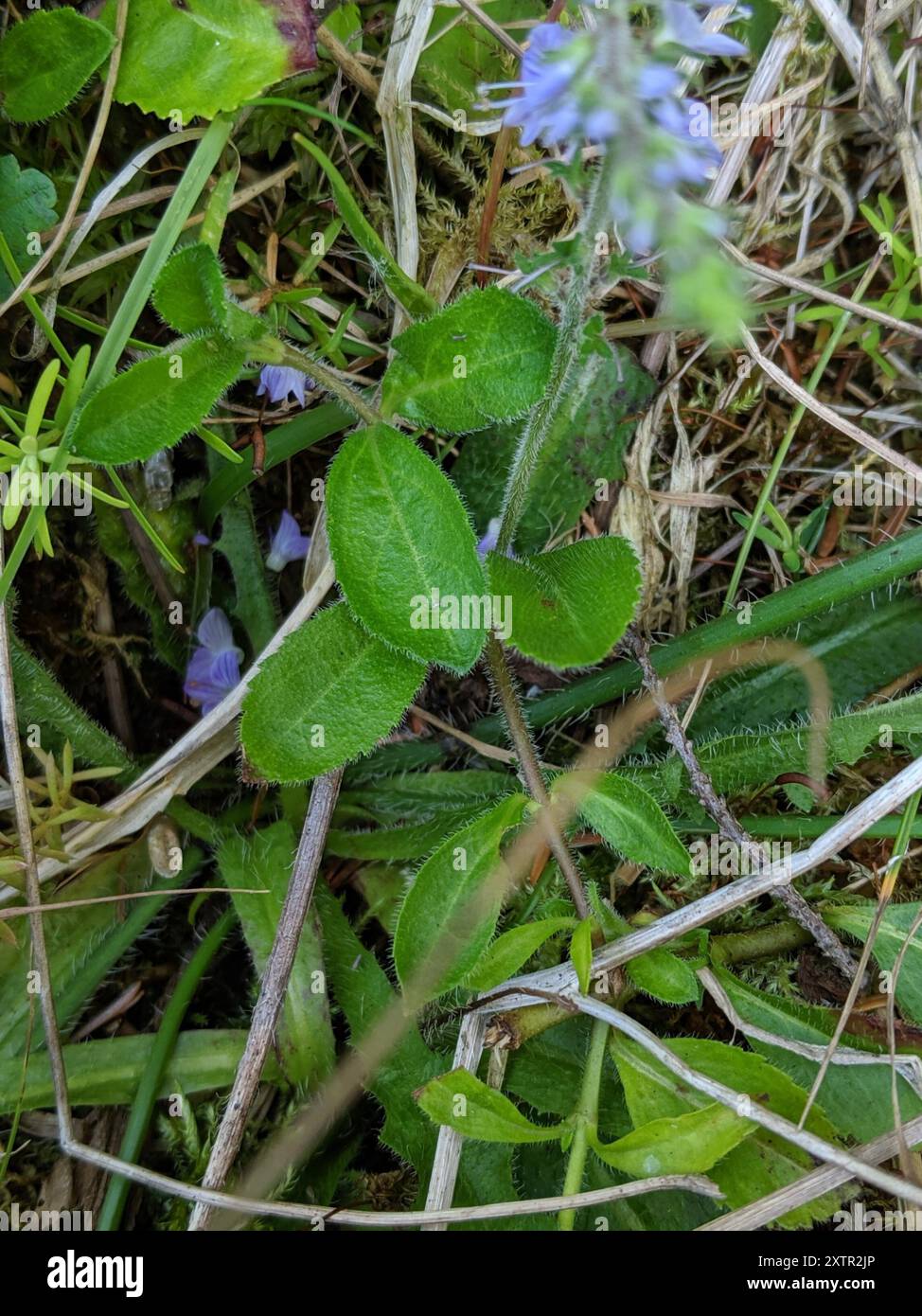 heath speedwell (Veronica officinalis) Plantae Stock Photo - Alamy