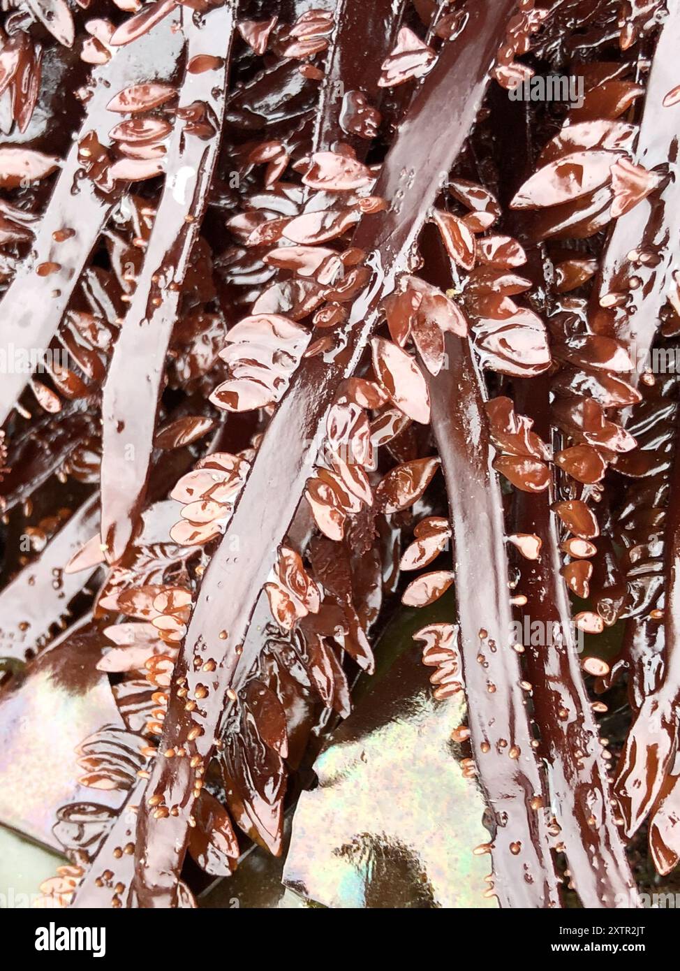 (Prionitis lanceolata) Plantae Stock Photo - Alamy