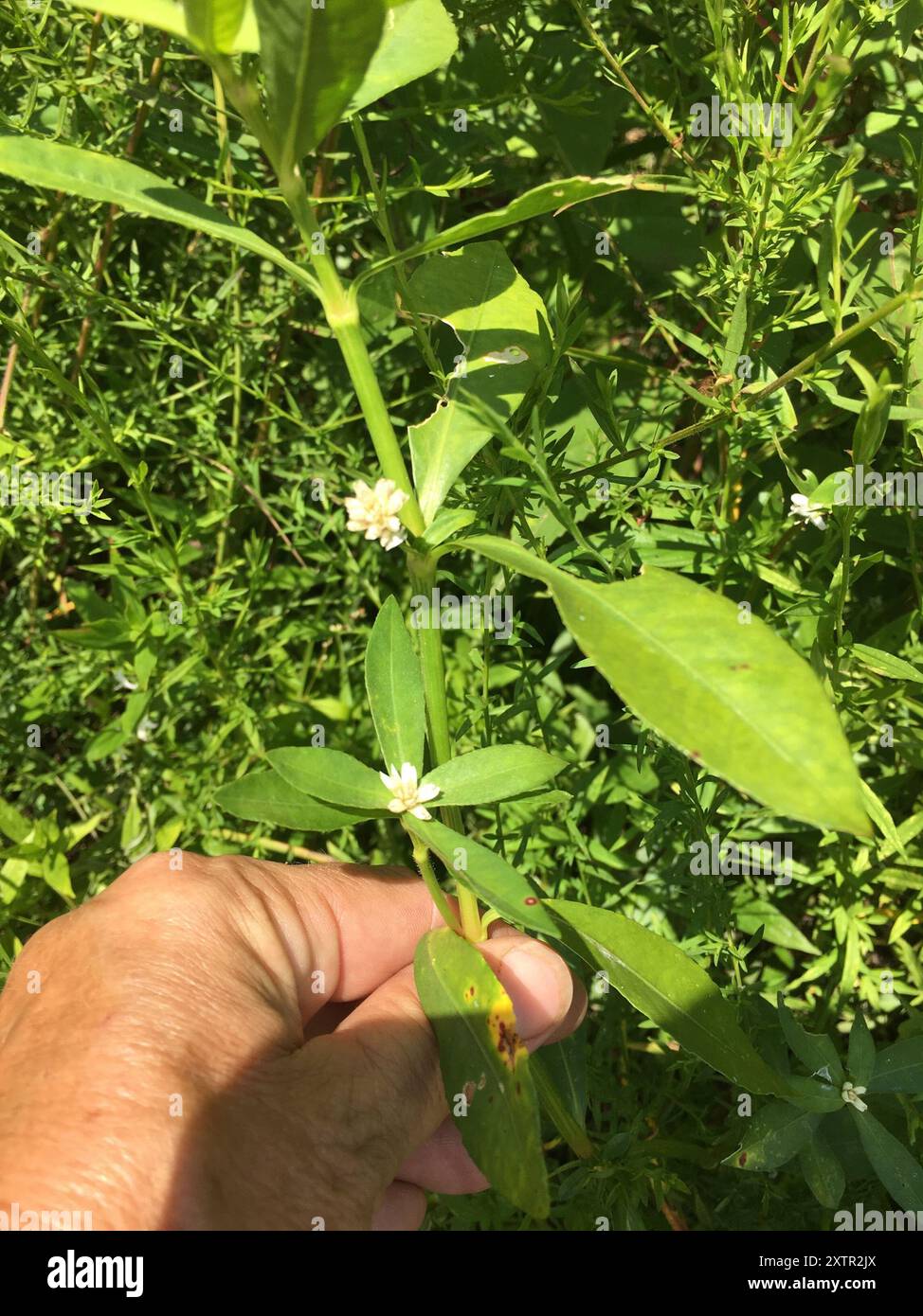 Alligatorweed (Alternanthera philoxeroides) Plantae Stock Photo - Alamy