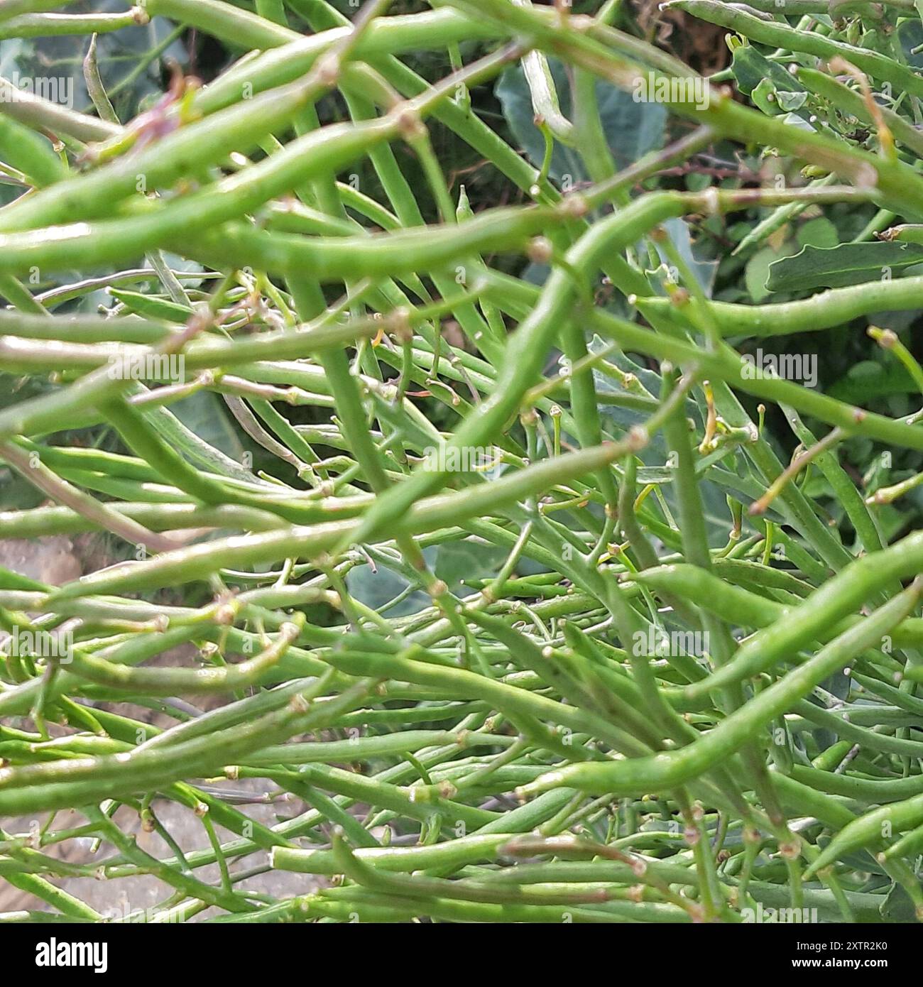 Wild Cabbage (Brassica oleracea oleracea) Plantae Stock Photo - Alamy
