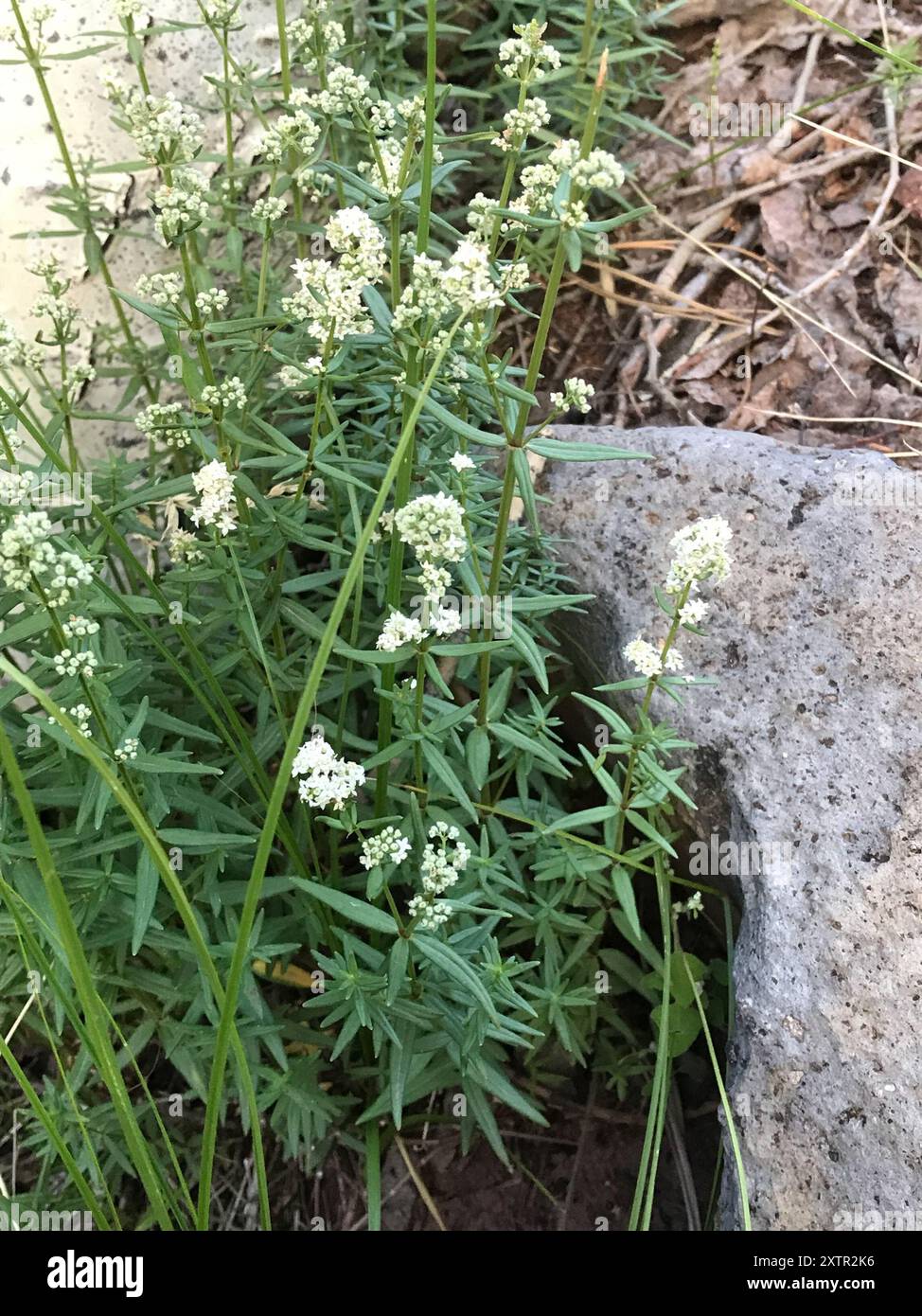 Northern Bedstraw (Galium boreale) Plantae Stock Photo - Alamy