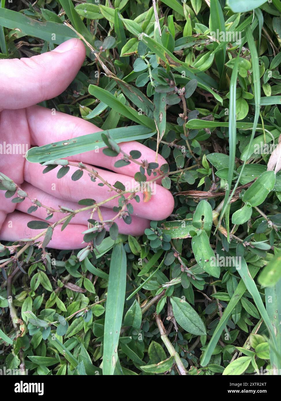 Red Caustic-creeper (Euphorbia thymifolia) Plantae Stock Photo - Alamy