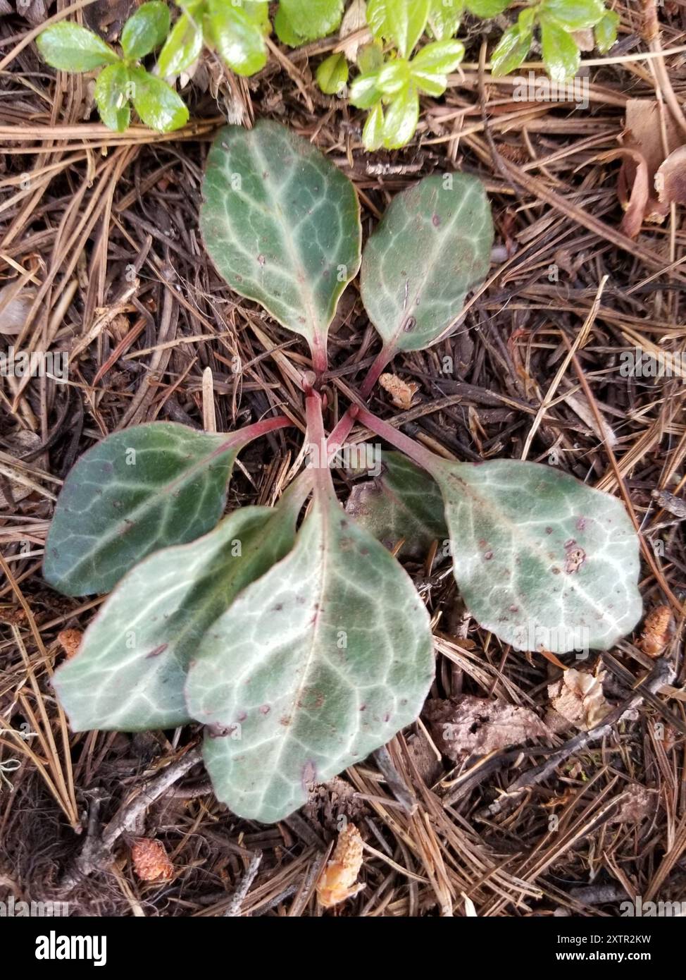 white-veined wintergreen (Pyrola picta) Plantae Stock Photo - Alamy