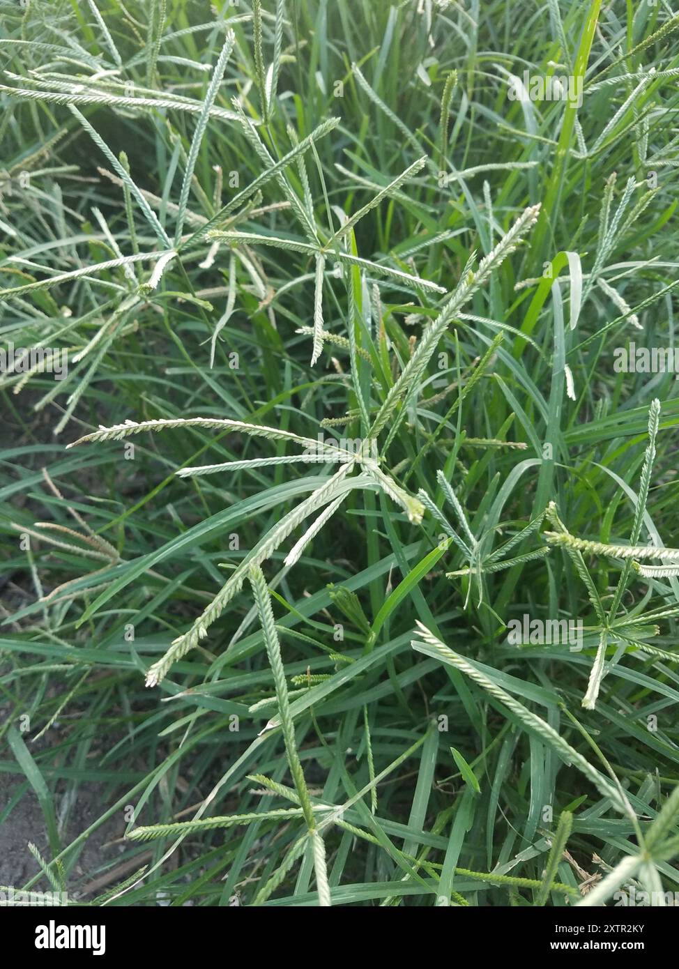 Goose Grass (Eleusine indica) Plantae Stock Photo - Alamy