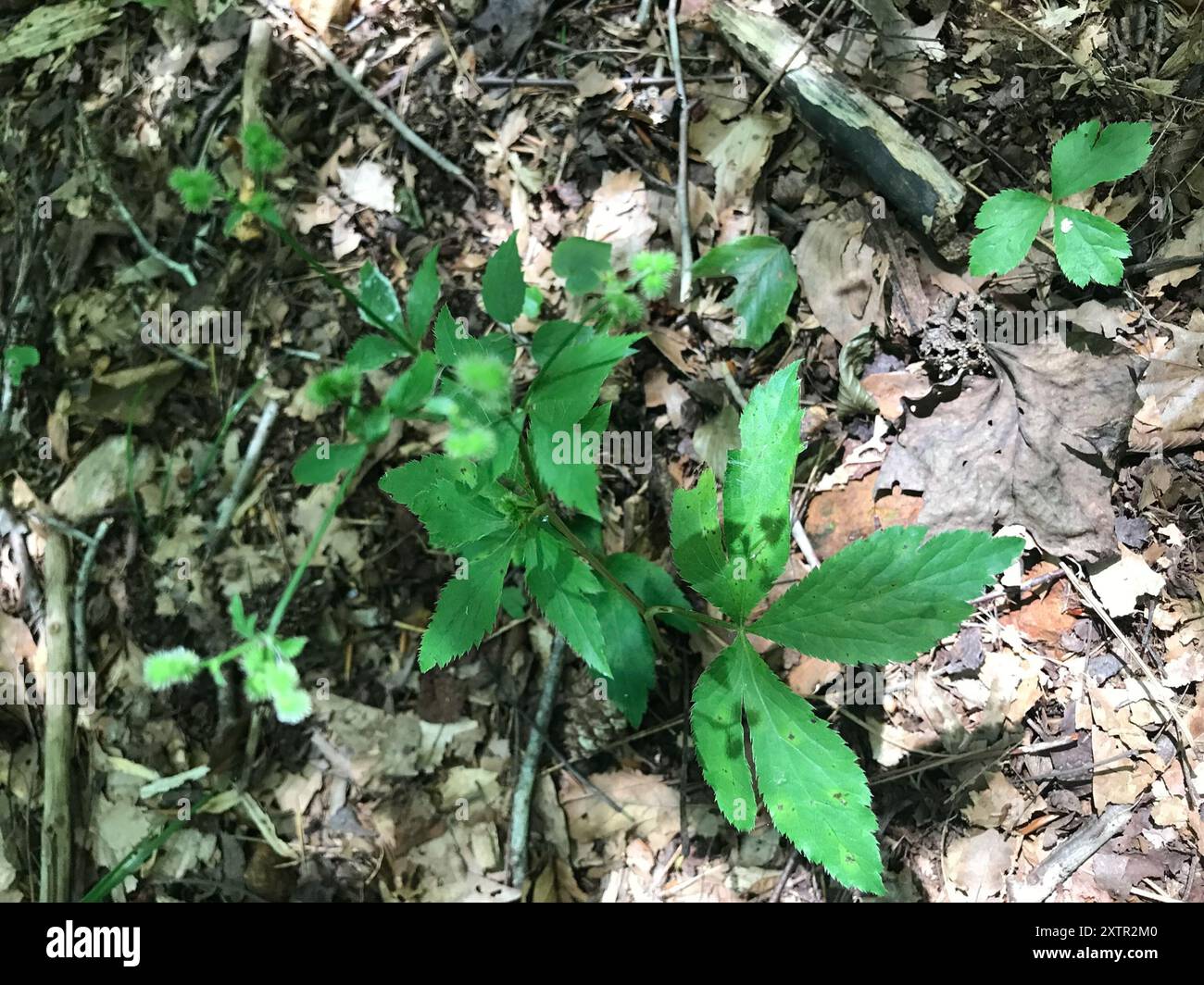 Black Snakeroot (Sanicula canadensis) Plantae Stock Photo - Alamy