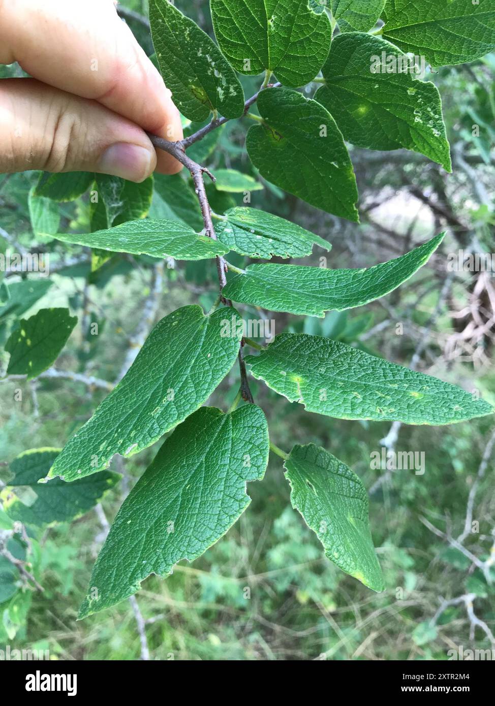 netleaf hackberry (Celtis reticulata) Plantae Stock Photo - Alamy