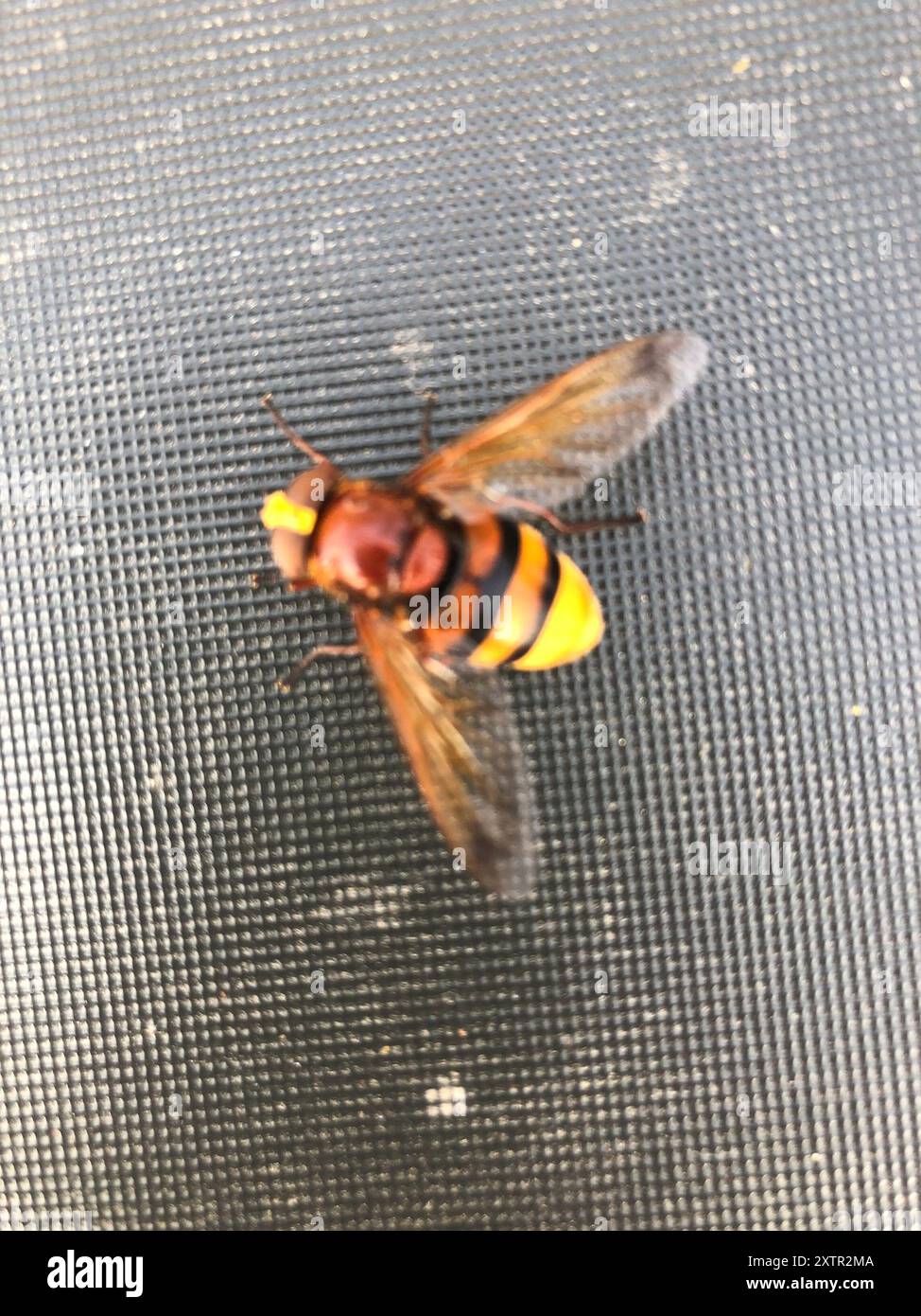Hornet Mimic Hover Fly (Volucella zonaria) Insecta Stock Photo - Alamy