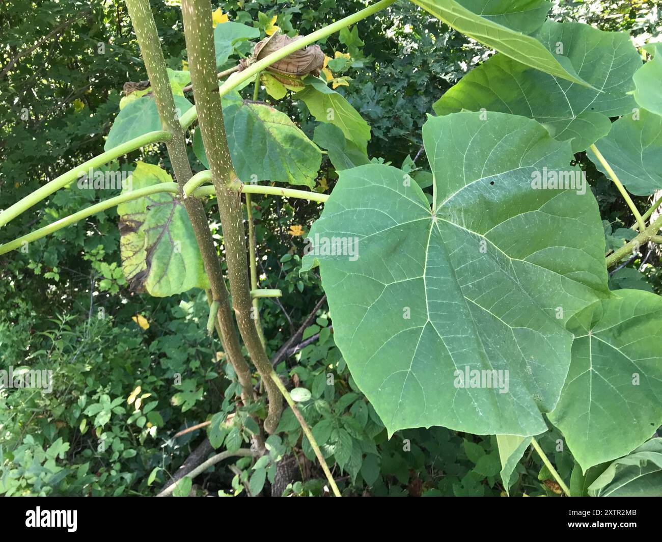 princess tree (Paulownia tomentosa) Plantae Stock Photo - Alamy