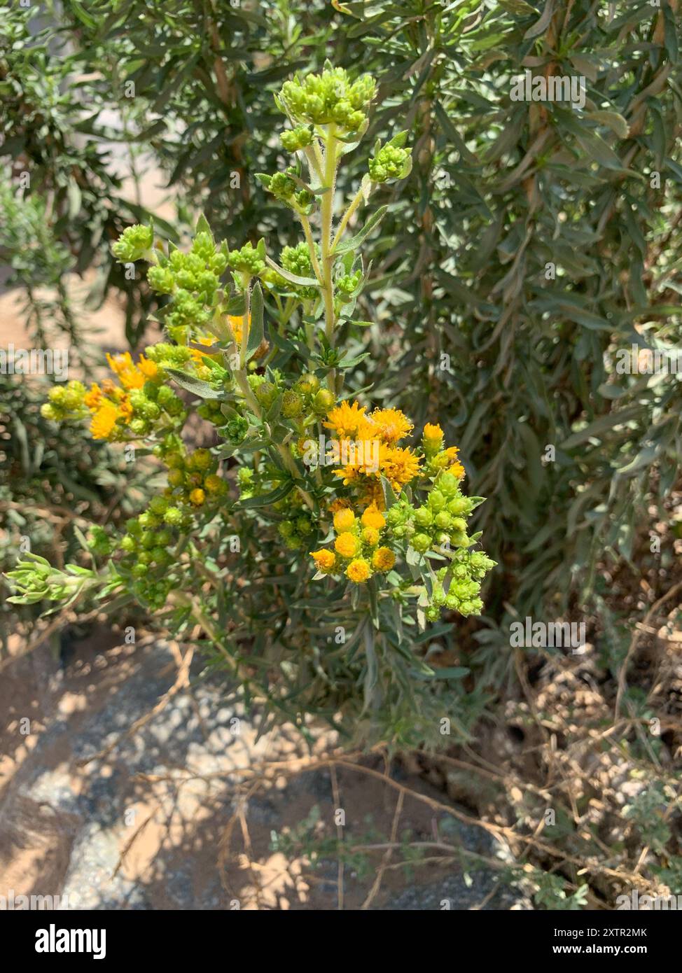 Coastal Goldenbush (Isocoma menziesii) Plantae Stock Photo - Alamy