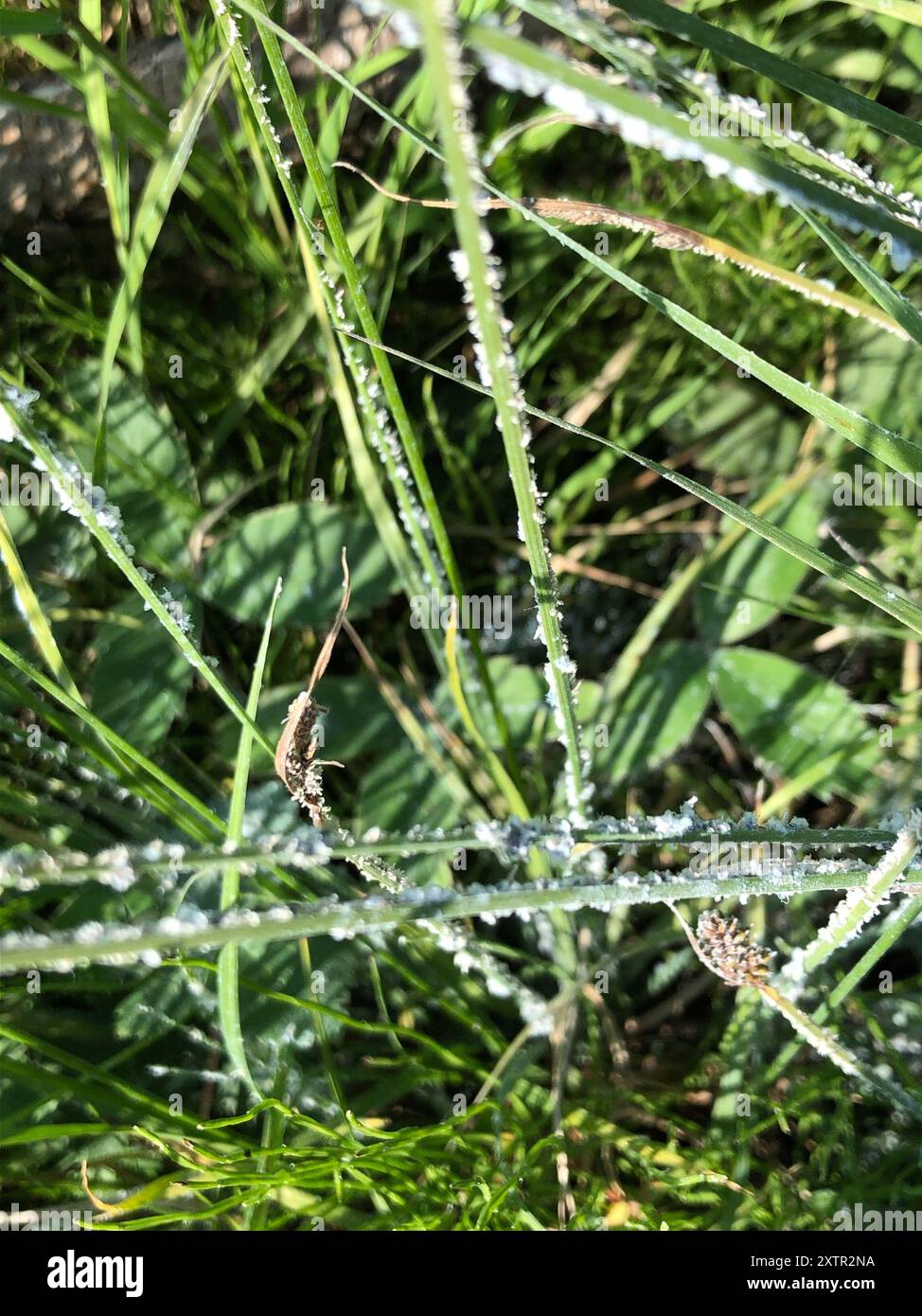 Aphids (Aphididae) Insecta Stock Photo - Alamy