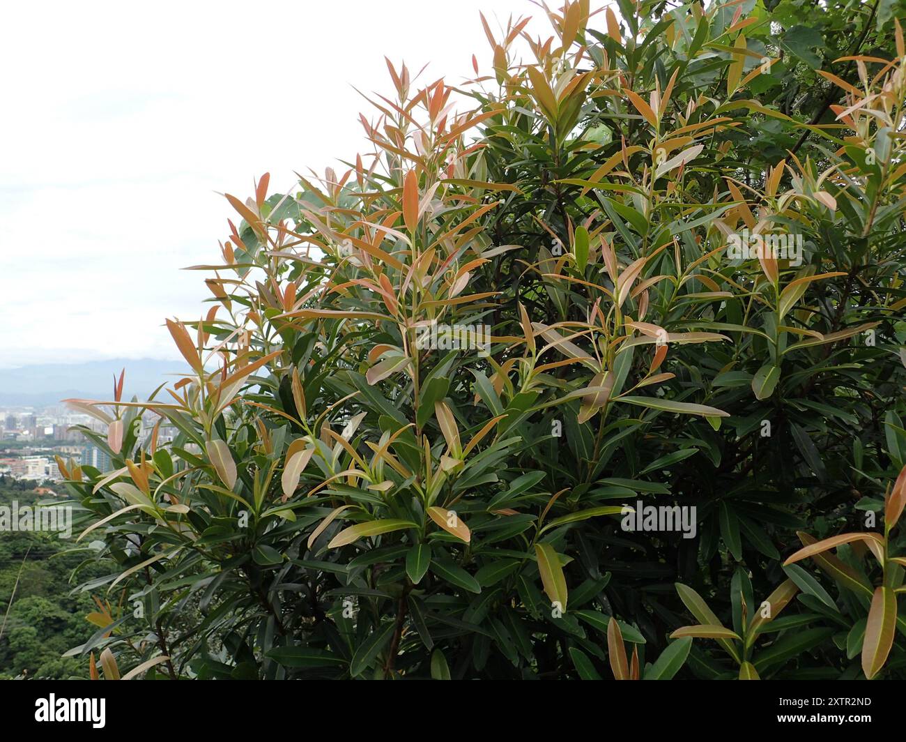 Fried egg plant (Polyspora axillaris) Plantae Stock Photo - Alamy