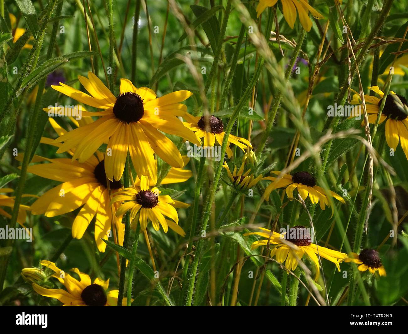 eastern black-eyed susan (Rudbeckia hirta pulcherrima) Plantae Stock ...