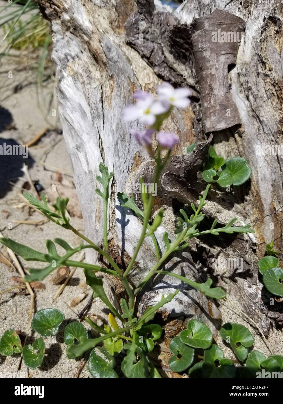 European Searocket (Cakile maritima) Plantae Stock Photo - Alamy