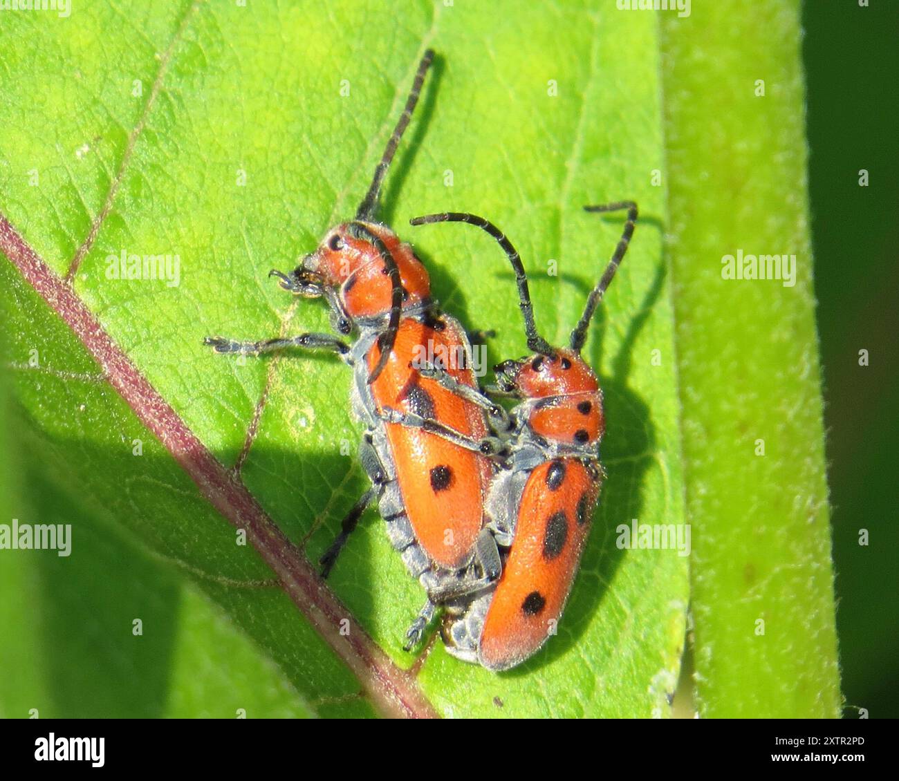 Red Milkweed Beetle (Tetraopes tetrophthalmus) Insecta Stock Photo - Alamy