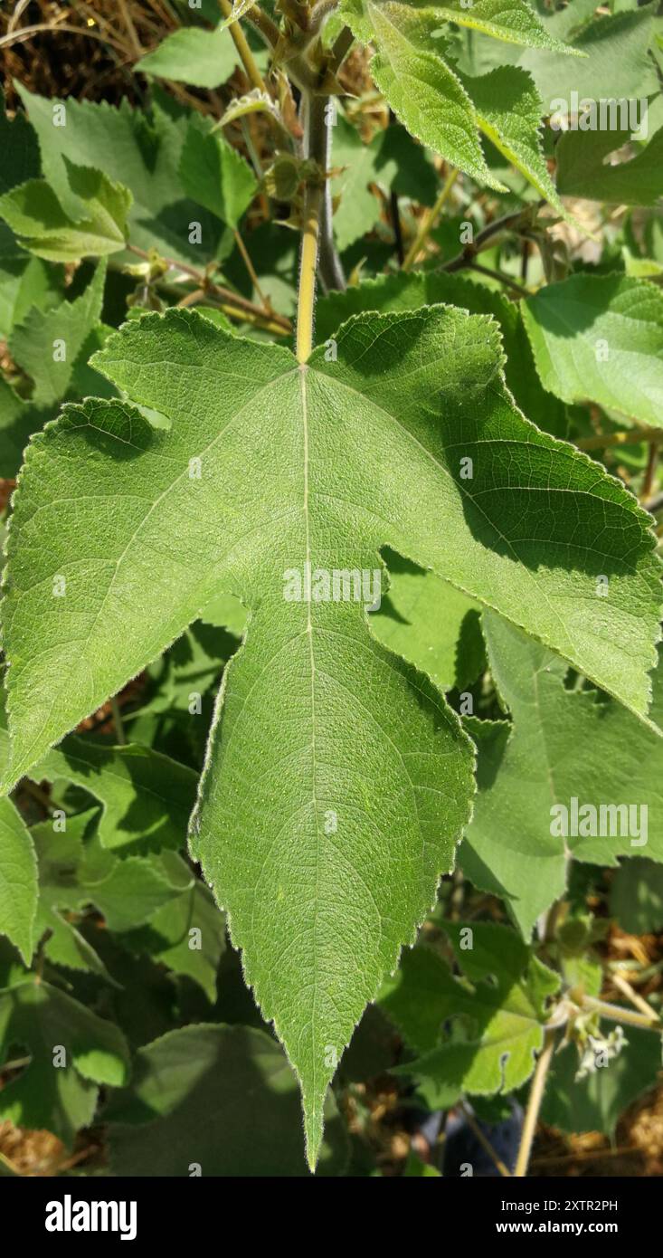 Paper mulberry (Broussonetia papyrifera) Plantae Stock Photo - Alamy