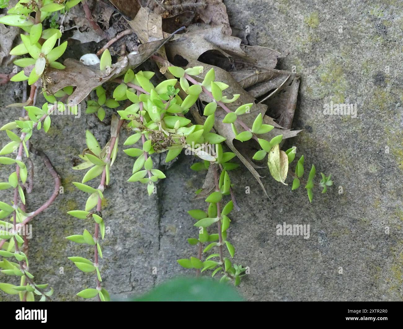 Stringy Stonecrop (Sedum sarmentosum) Plantae Stock Photo - Alamy