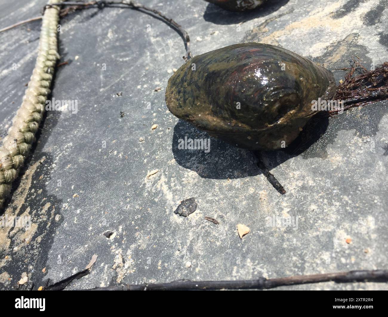 Pimpleback (Cyclonaias pustulosa) Mollusca Stock Photo - Alamy