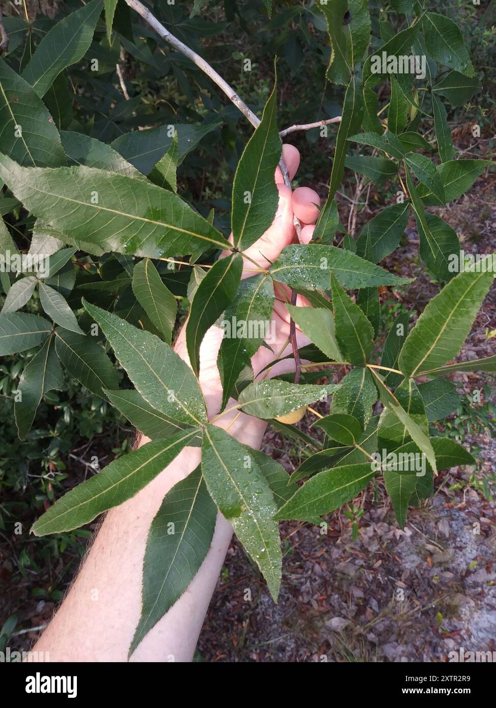 Scrub Hickory (Carya floridana) Plantae Stock Photo - Alamy