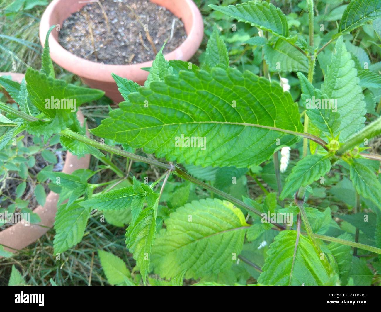 Common hemp-nettle (Galeopsis tetrahit) Plantae Stock Photo - Alamy