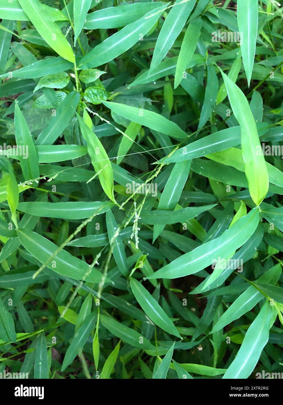 Japanese stiltgrass (Microstegium vimineum) Plantae Stock Photo - Alamy