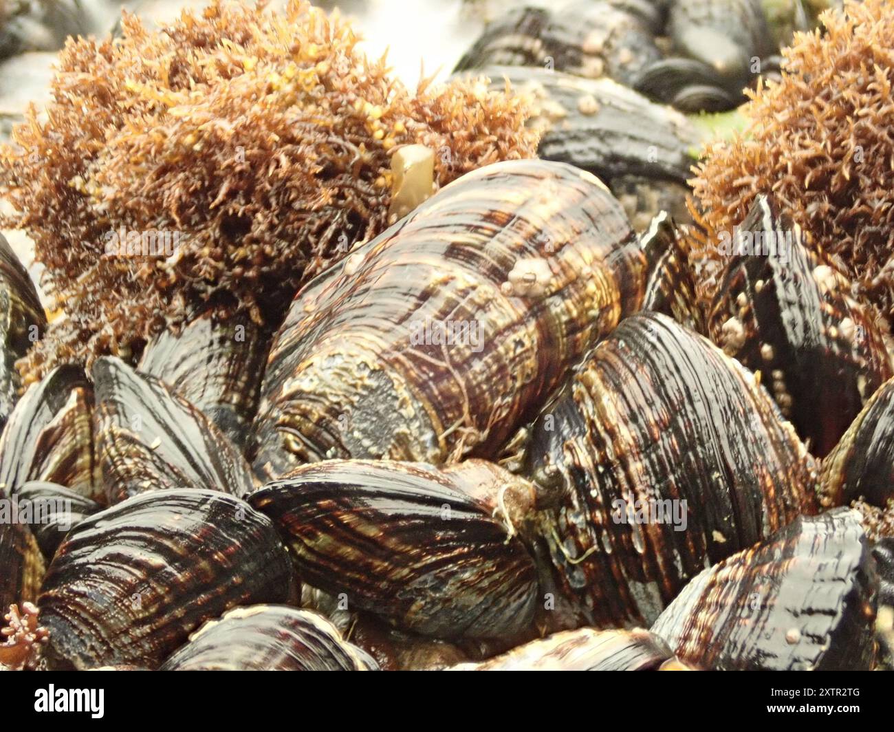 California Mussel (Mytilus californianus) Mollusca Stock Photo - Alamy