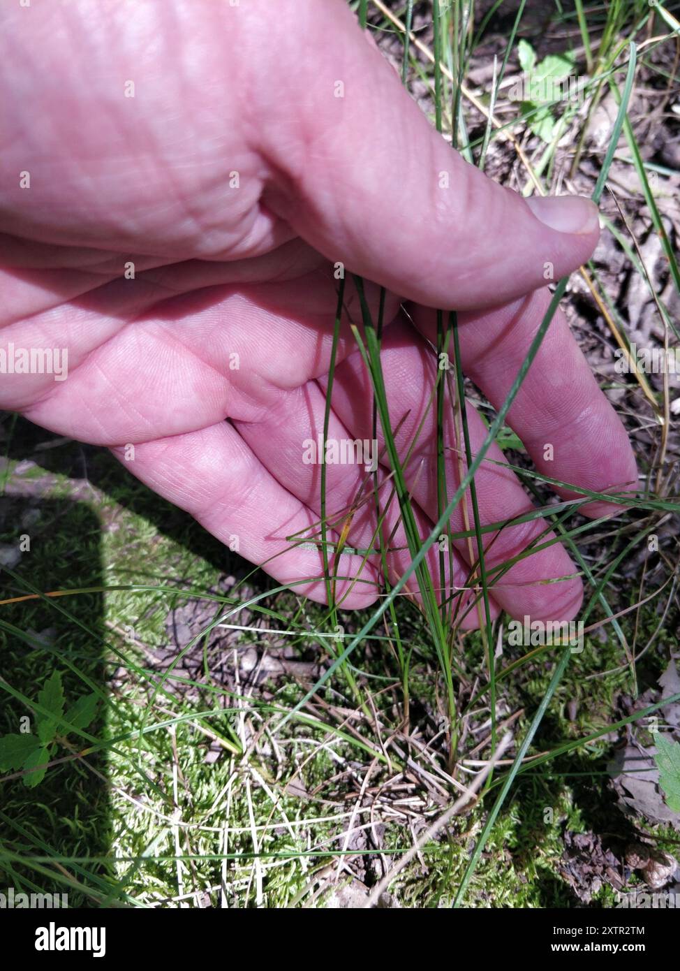 Slender Path Rush (Juncus tenuis) Plantae Stock Photo - Alamy