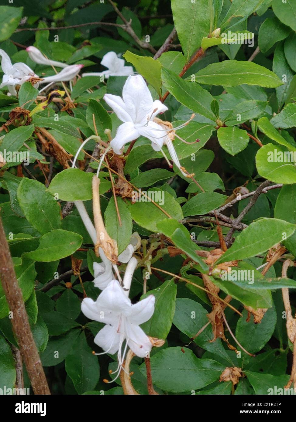 swamp azalea (Rhododendron viscosum) Plantae Stock Photo - Alamy