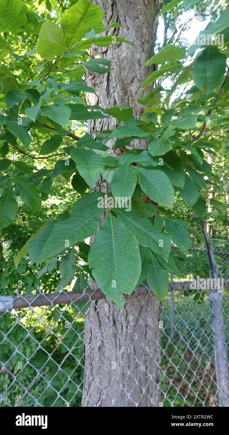 shagbark hickory (Carya ovata) Plantae Stock Photo - Alamy