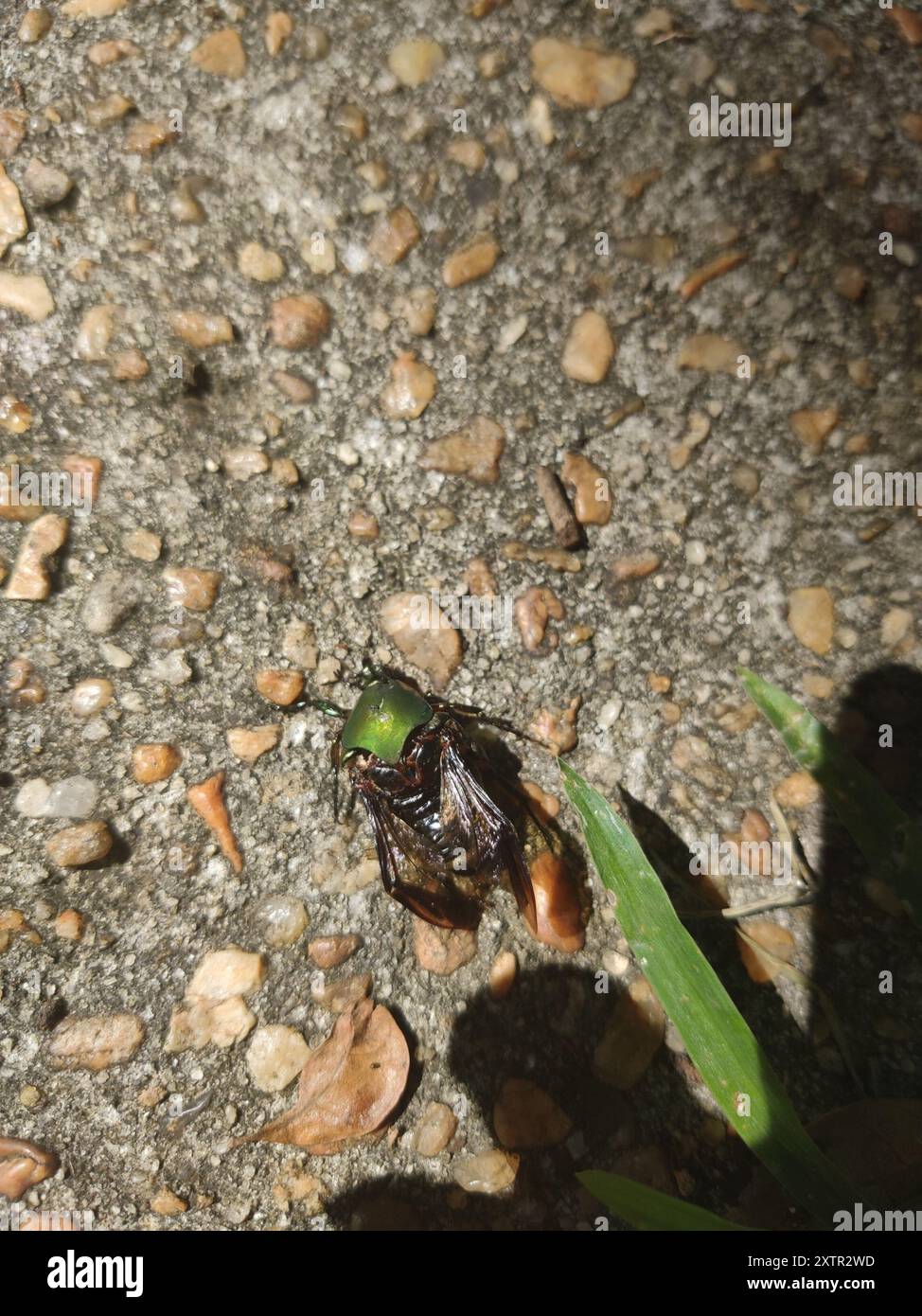 Common Green June Beetle (Cotinis nitida) Insecta Stock Photo - Alamy