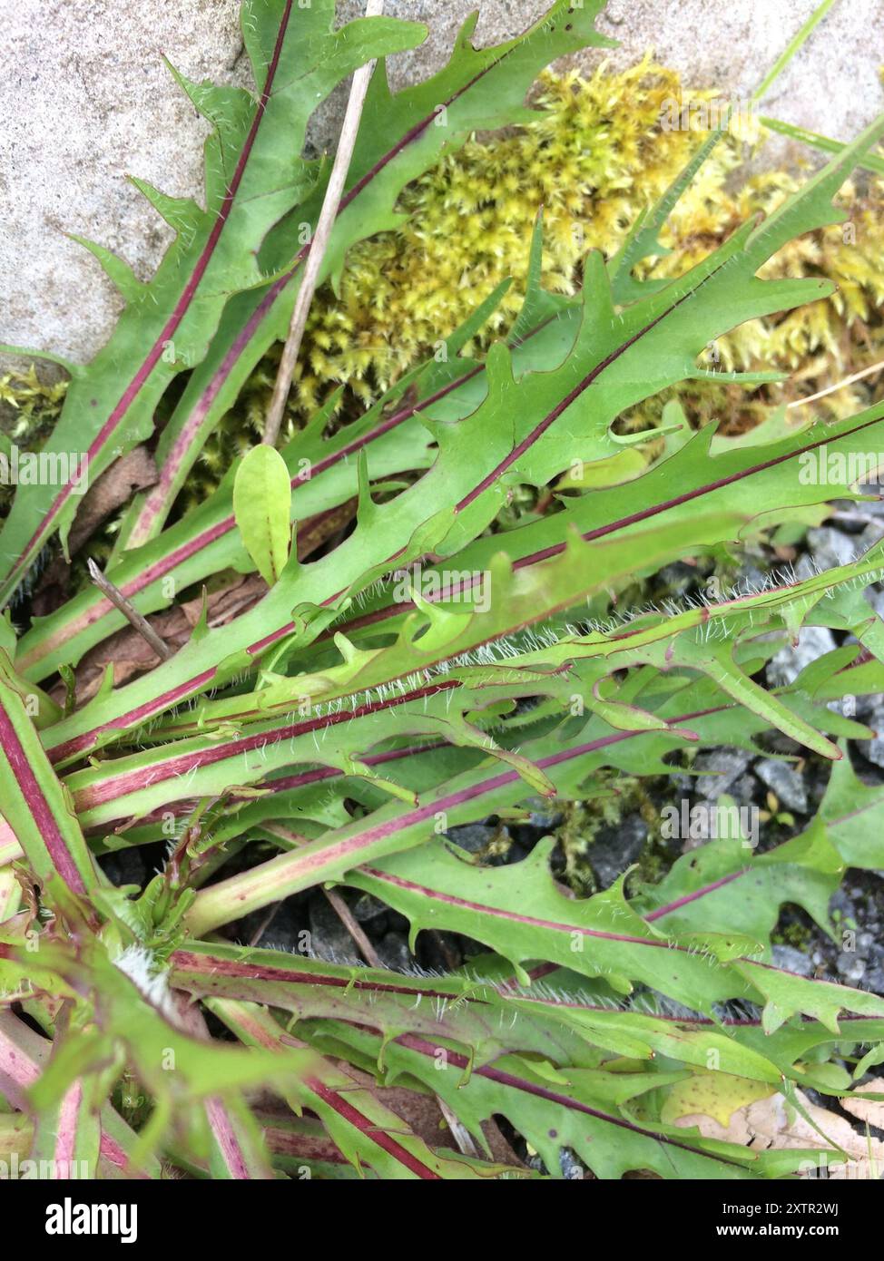 chicories, dandelions, and allies (Cichorioideae) Plantae Stock Photo ...