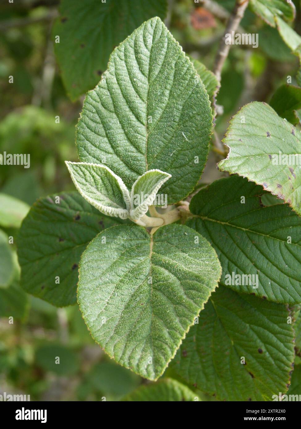 Wayfaring-tree (Viburnum lantana) Plantae Stock Photo - Alamy