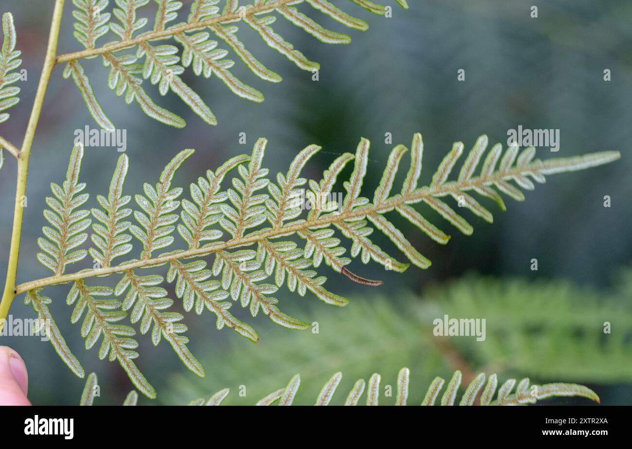 Austral Bracken (Pteridium esculentum) Plantae Stock Photo - Alamy