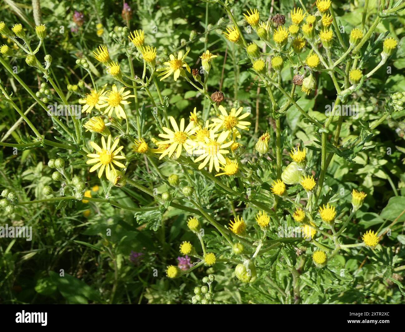 Hoary Ragwort (Jacobaea erucifolia) Plantae Stock Photo - Alamy
