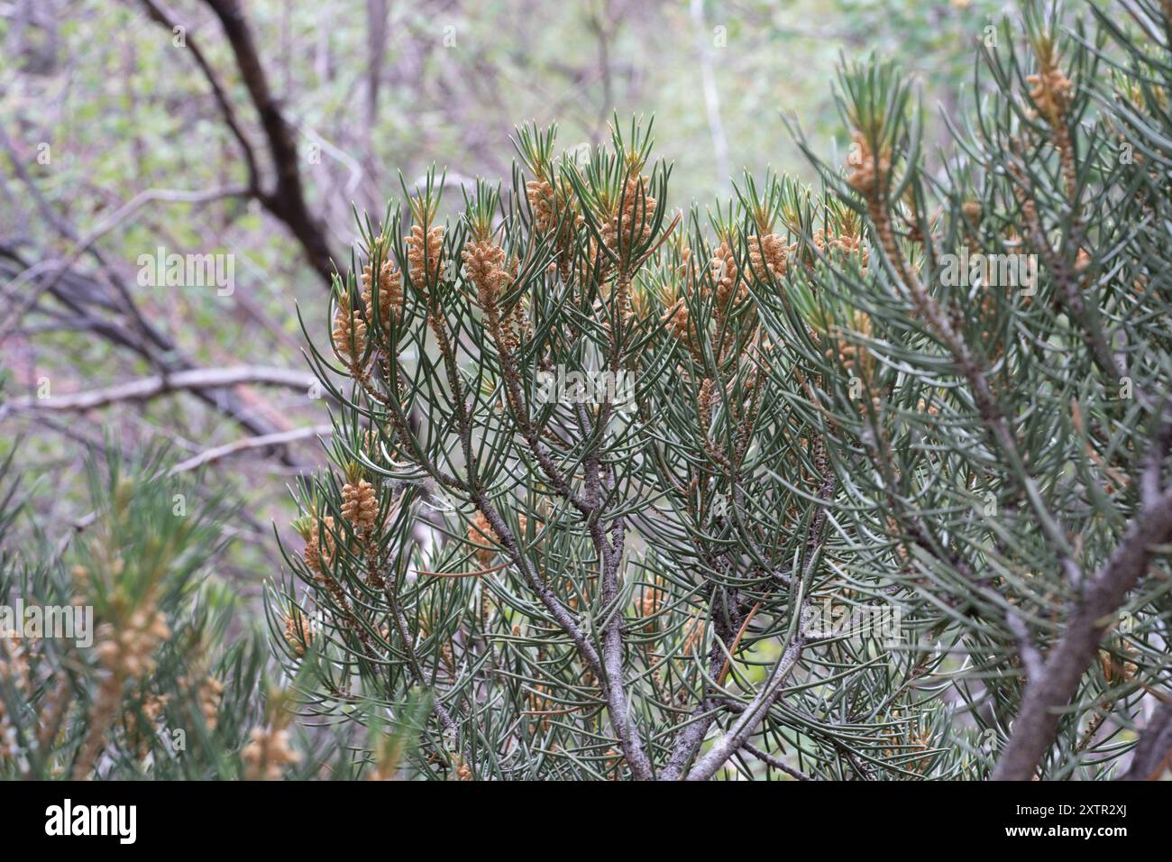 singleleaf pinyon (Pinus monophylla) Plantae Stock Photo - Alamy