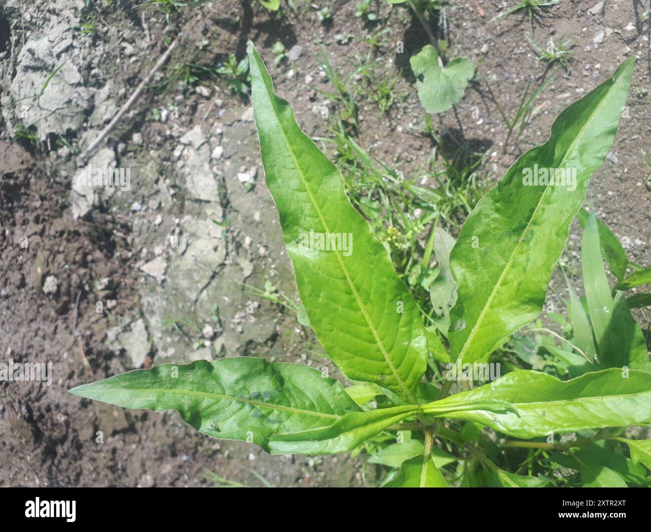 pale smartweed (Persicaria lapathifolia) Plantae Stock Photo - Alamy