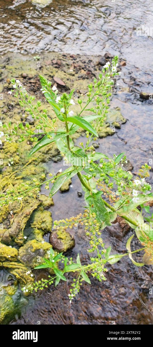blue water-speedwell (Veronica anagallis-aquatica) Plantae Stock Photo ...