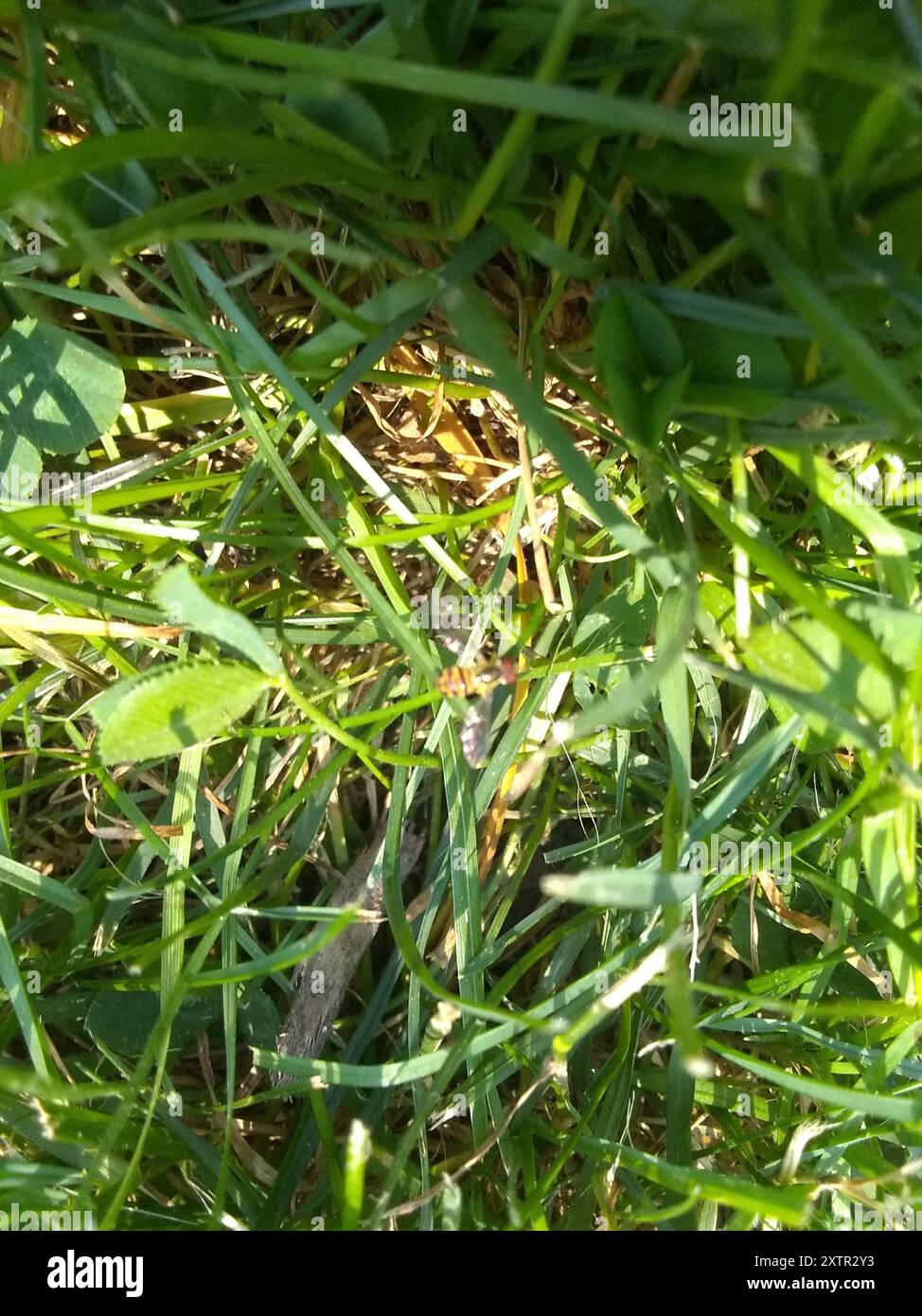 Eastern Calligrapher (Toxomerus geminatus) Insecta Stock Photo - Alamy