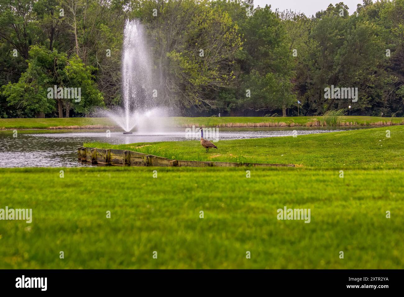 water fountain at city park on golf course Stock Photo - Alamy