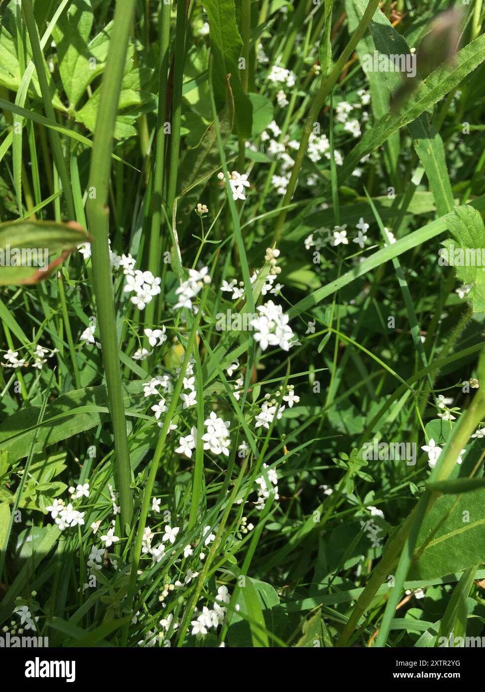 Common Marsh-bedstraw (Galium palustre) Plantae Stock Photo - Alamy