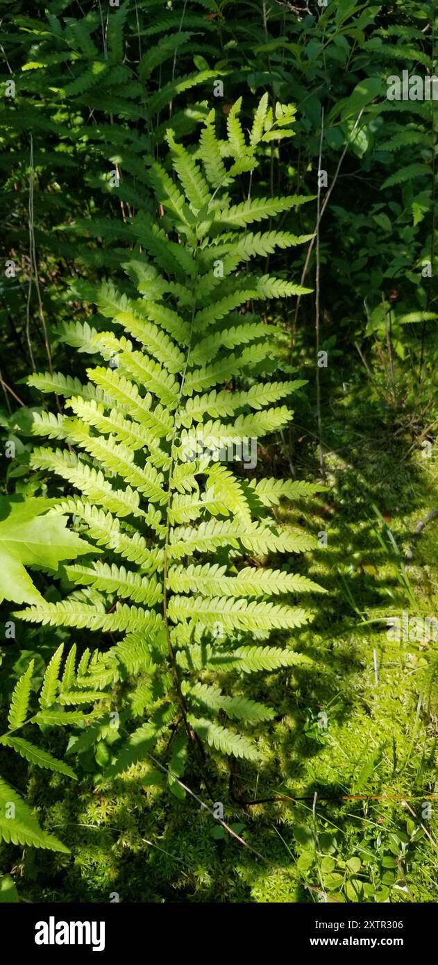 Virginia chainfern (Woodwardia virginica) Plantae Stock Photo - Alamy