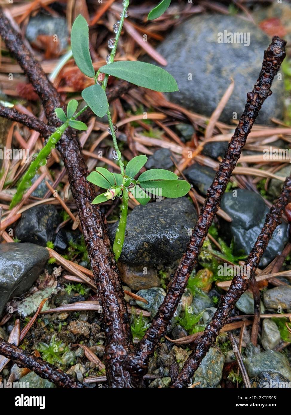 Short-flower Deervetch (Acmispon parviflorus) Plantae Stock Photo - Alamy