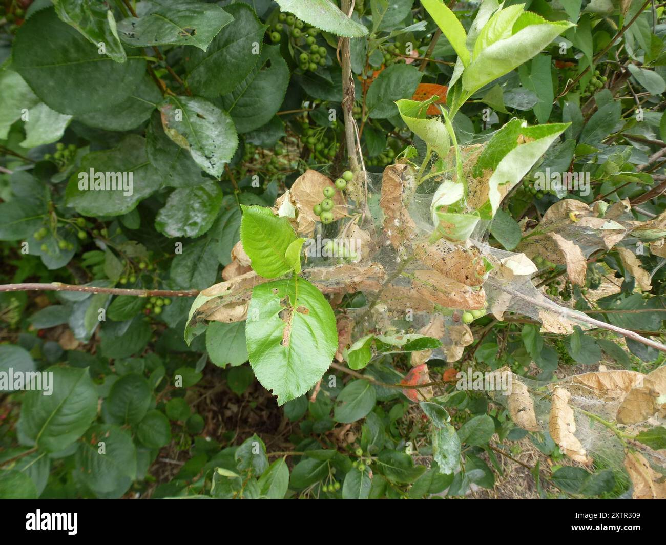 Fall Webworm Moth (Hyphantria cunea) Insecta Stock Photo - Alamy