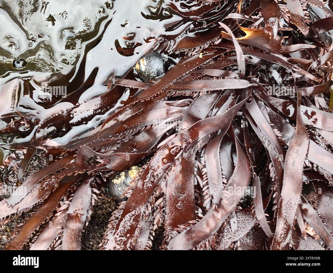 red algae (Rhodophyta) Plantae Stock Photo - Alamy