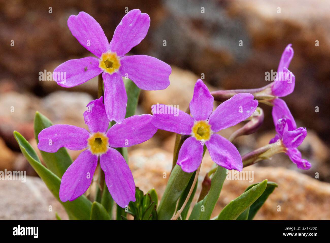 Alpine Primrose (Primula angustifolia) Plantae Stock Photo - Alamy