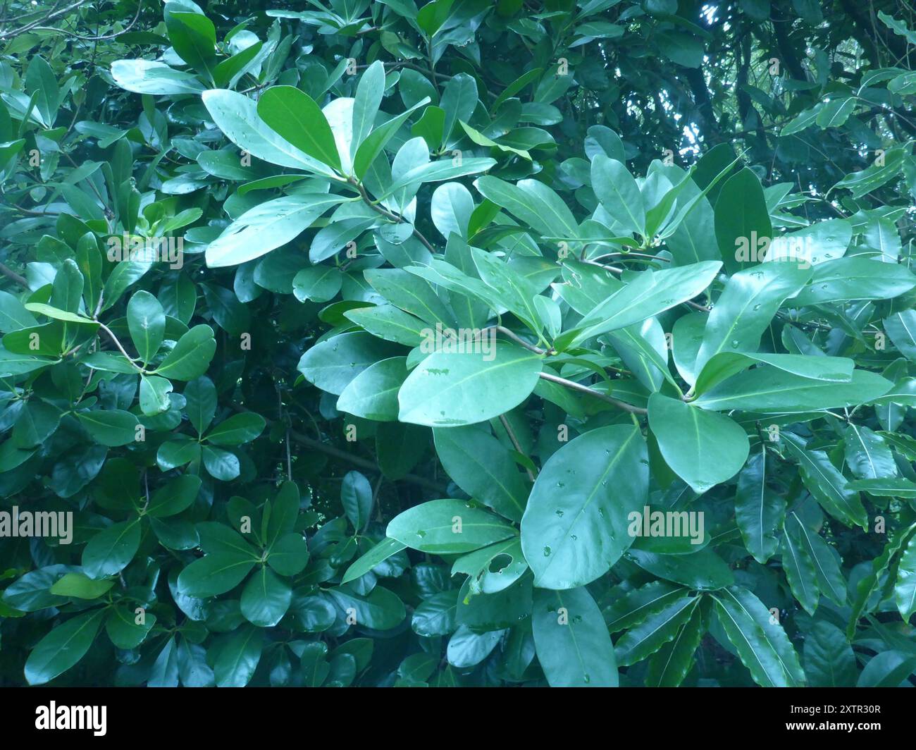 Karaka (Corynocarpus laevigatus) Plantae Stock Photo - Alamy