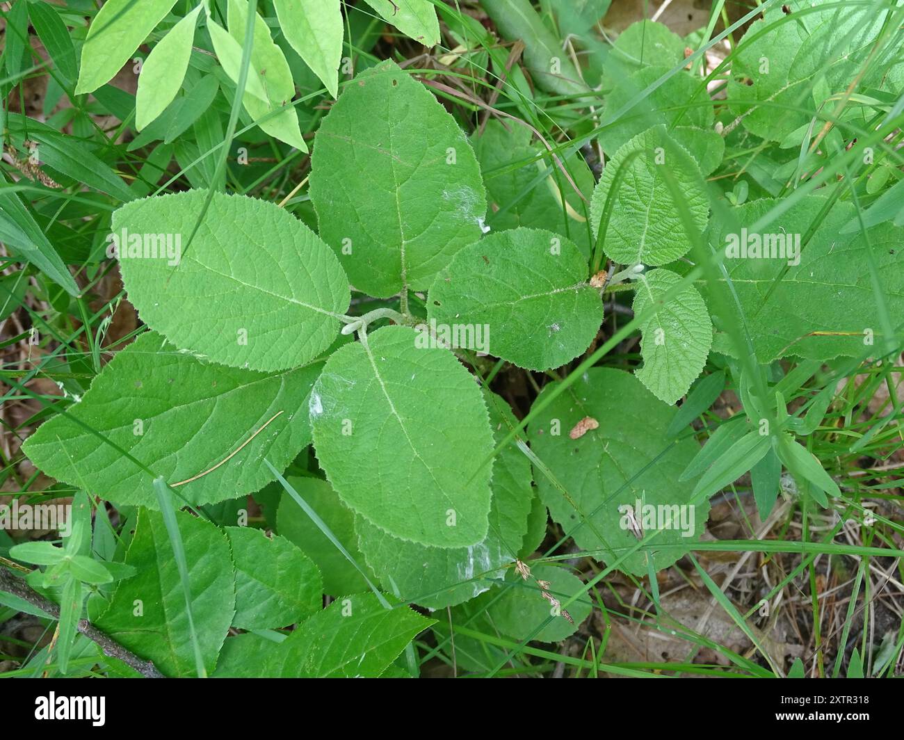 Wayfaring-tree (Viburnum lantana) Plantae Stock Photo - Alamy